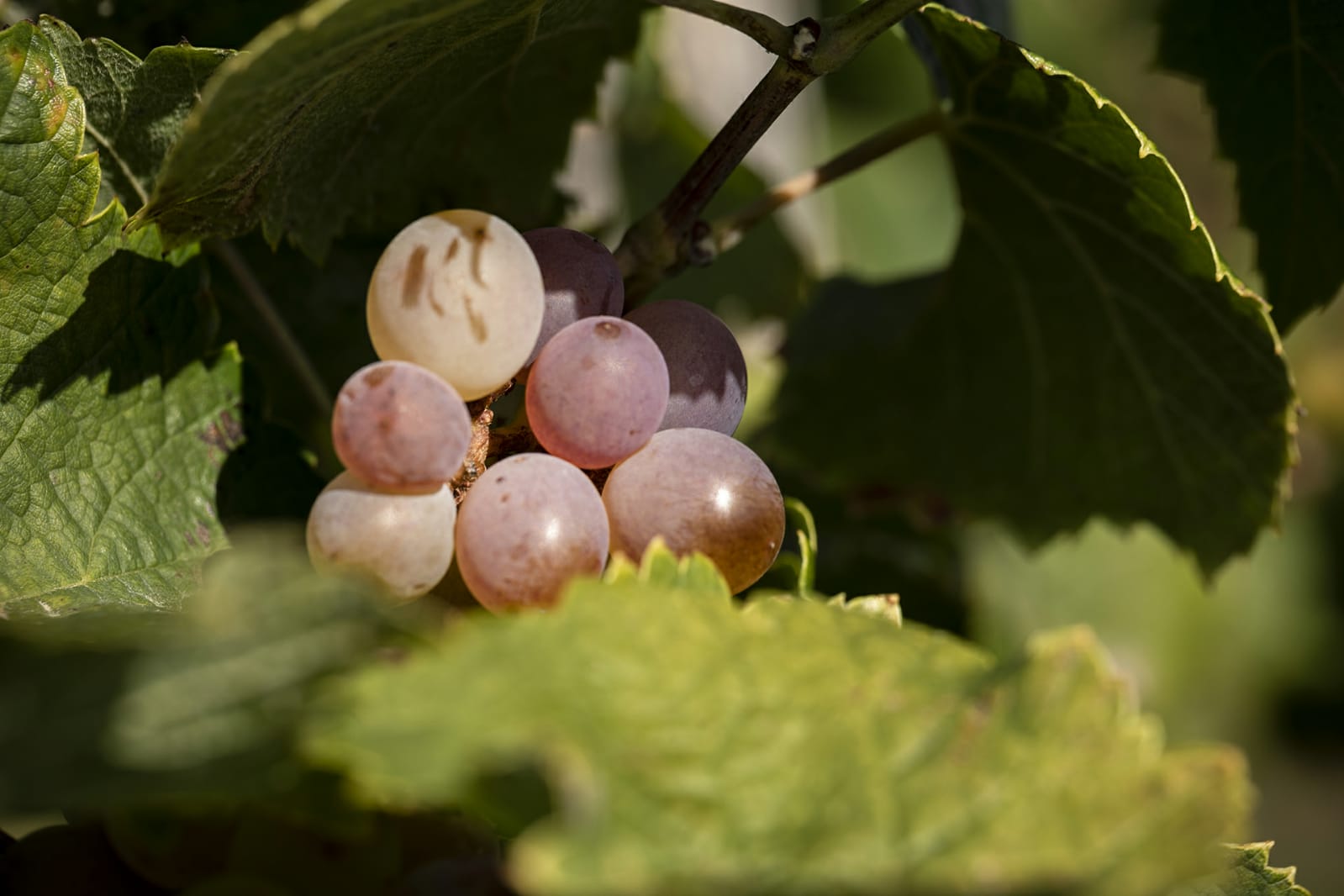Gros plan sur une grappe de raisin blanc – Domaine Jérôme Gradassi